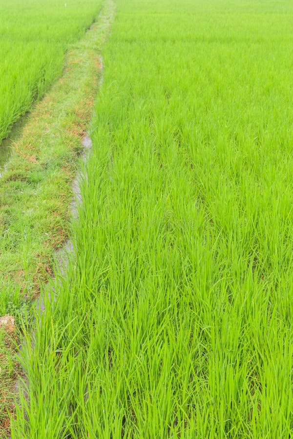 Paddy fields stock photo. Image of land, rice, growth - 41701102