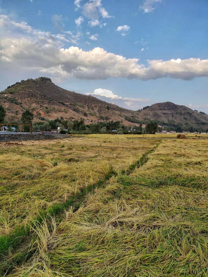 Paddy Fields in Watlab Kashmir Stock Photo - Image of grassland ...