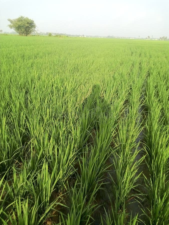 Paddy fild in West Bengals stock image. Image of lawn - 195991619