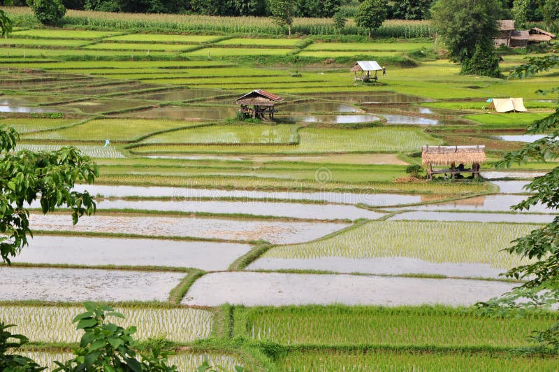 Paddy filed stock image. Image of green, food, seedling - 37804705