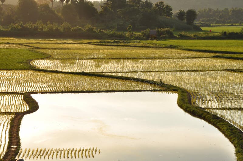 Paddy filed stock image. Image of thailand, local, natural - 37804735