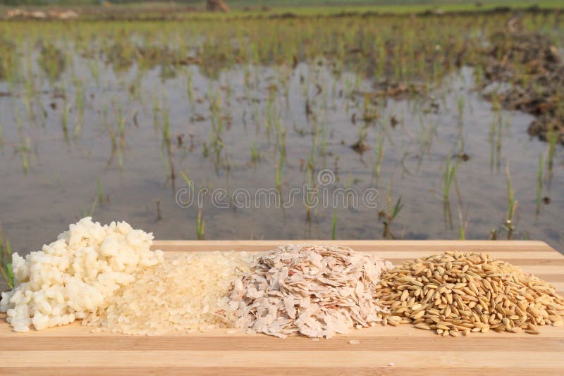 Paddy and Flattened Boiled Dry Rice on Bamboo Table Stock Image - Image ...