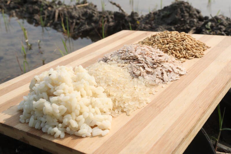Paddy and Flattened Boiled Dry Rice on Bamboo Table Stock Image - Image ...