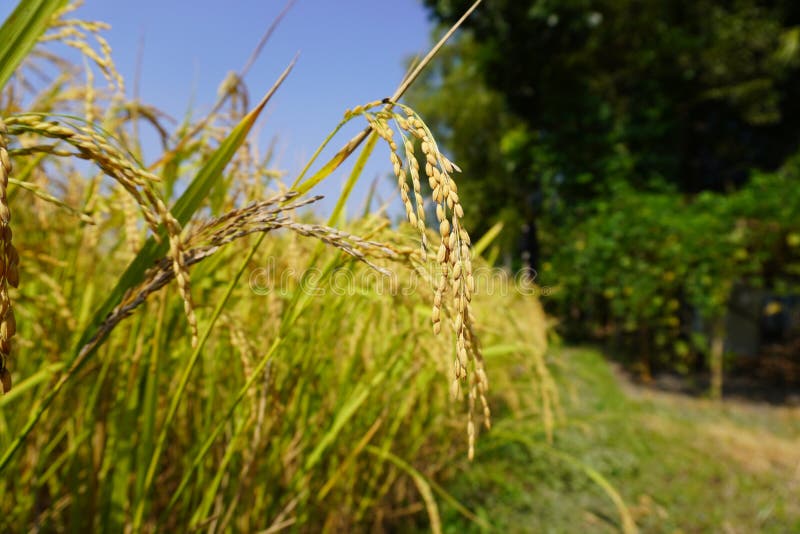 1,499 Rice Field Sunset Time Stock Photos - Free & Royalty-Free Stock ...
