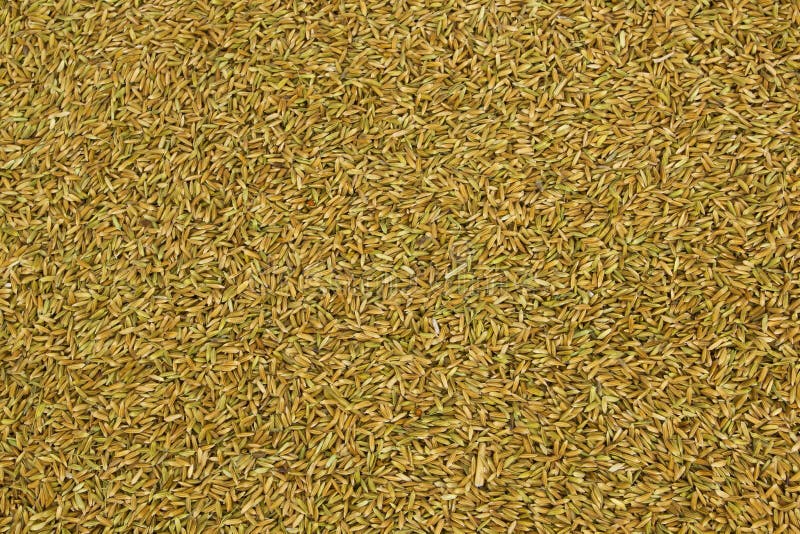 Paddy stock image. Image of thailand, cereal, food, rice - 30443651