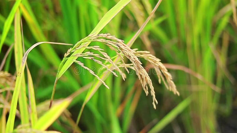 Paddy Golden Rice Fields, Paddy Rice Plants for Harvesting, Yellow ...