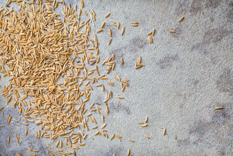 Paddy Grain stock image. Image of abstract, color, healthy - 121616065