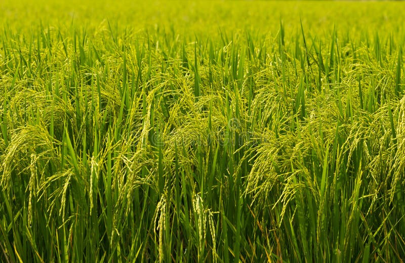 Paddy stock image. Image of healthy, close, farm, agriculture - 30482665