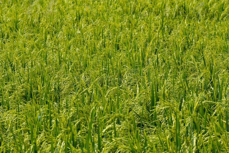 Paddy stock photo. Image of close, cloud, harvest, cultivate - 30482770