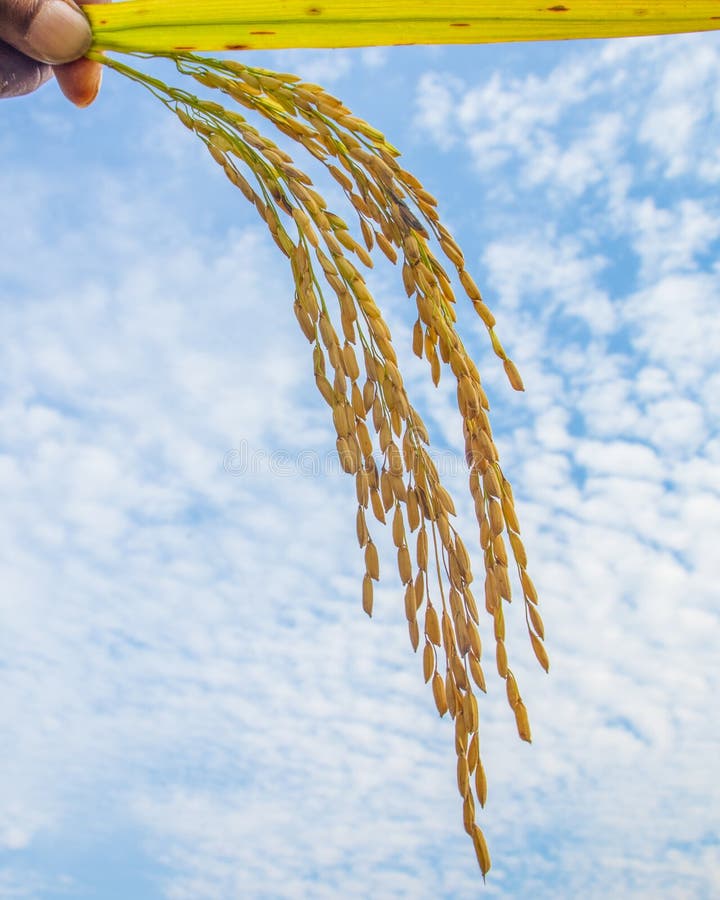Paddy rice grain. stock image. Image of ingredient, blue - 163520921