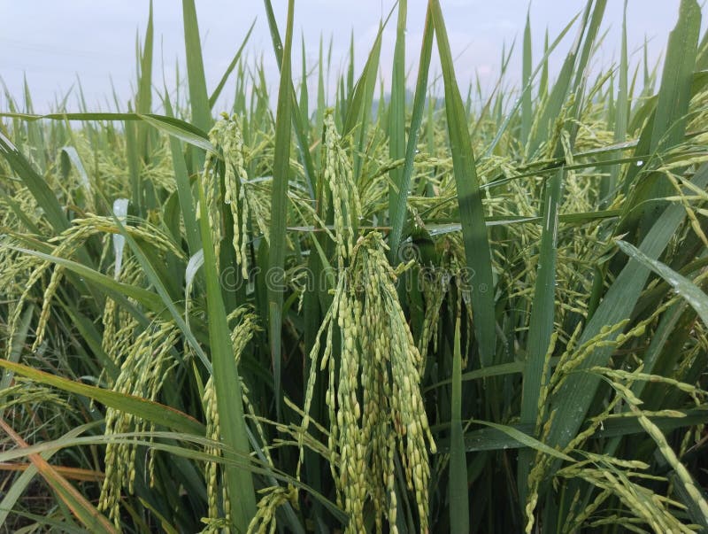 Paddy Grains stock photo. Image of paddy, grains, crops - 270323878