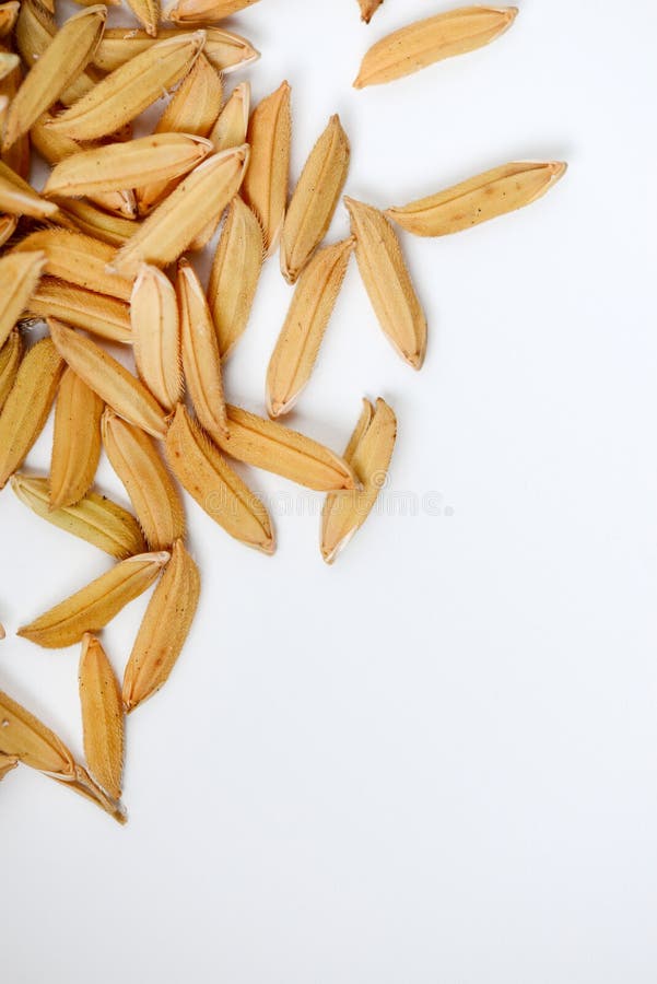 Paddy grains stock image. Image of brown, growth, backgrounds - 48865825