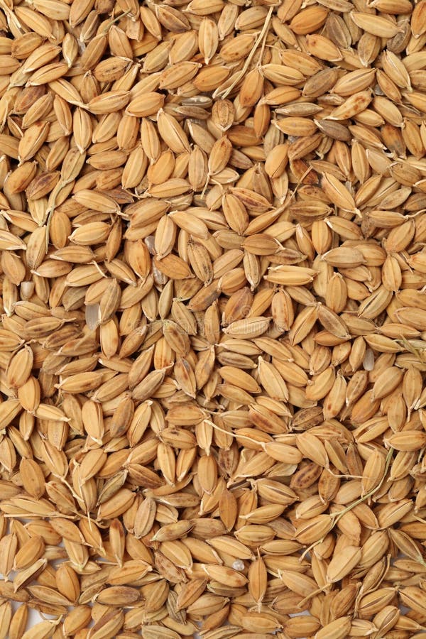 Paddy grains stock photo. Image of background, food - 108881076
