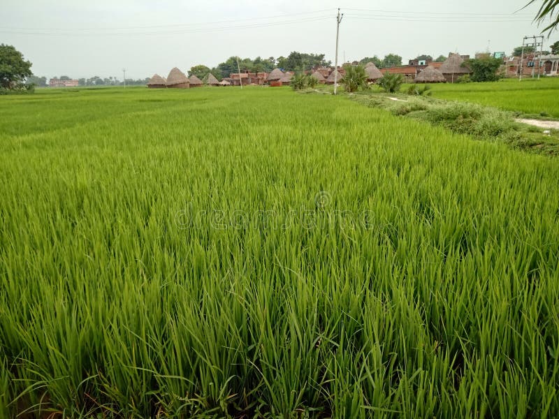 Paddy stock image. Image of paddy, fild, beautiful, crop - 125932215