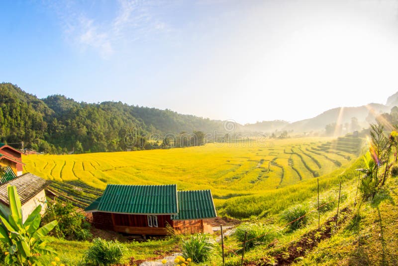 Paddy Green and Gold Rice Fields Stock Photo - Image of crop, asia ...