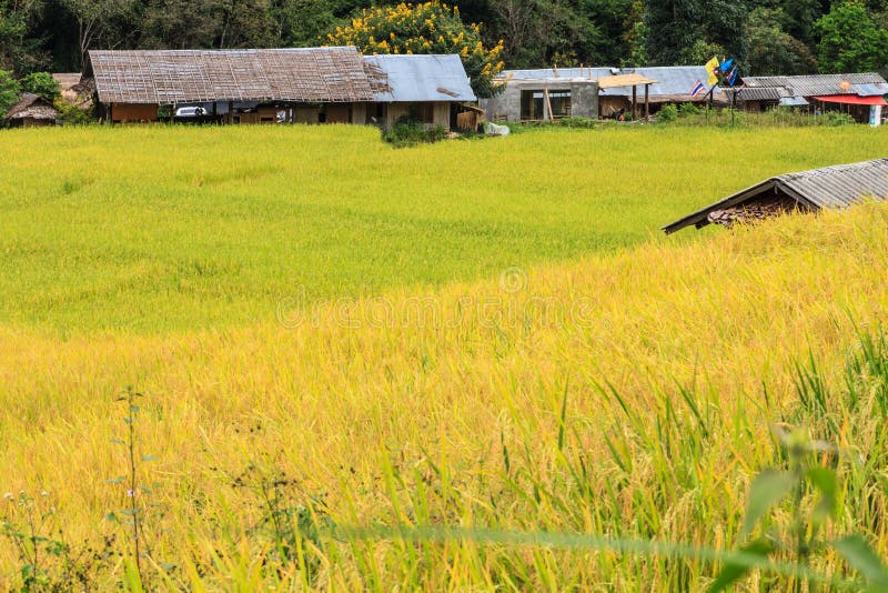 Paddy Green and Gold Rice Fields Stock Photo - Image of garden, natural ...