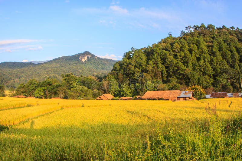 Paddy Green and Gold Rice Fields Stock Photo - Image of forest, food ...