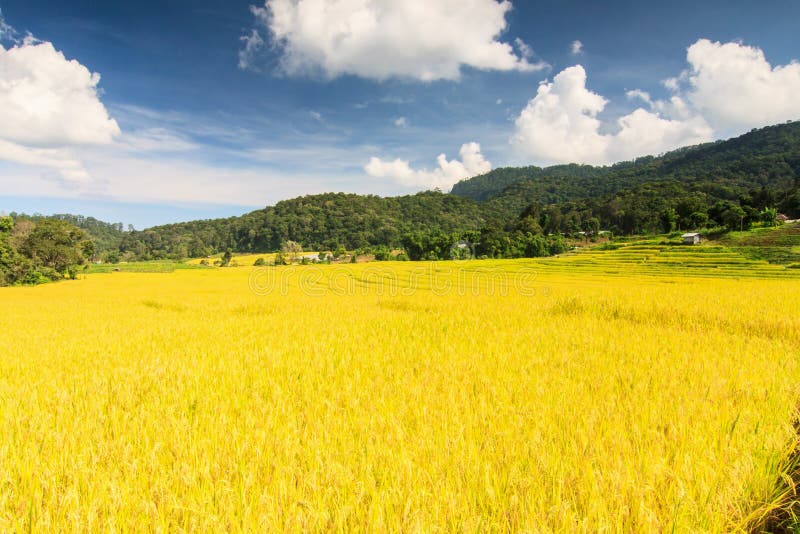 Paddy Green and Gold Rice Fields Stock Photo - Image of natural ...