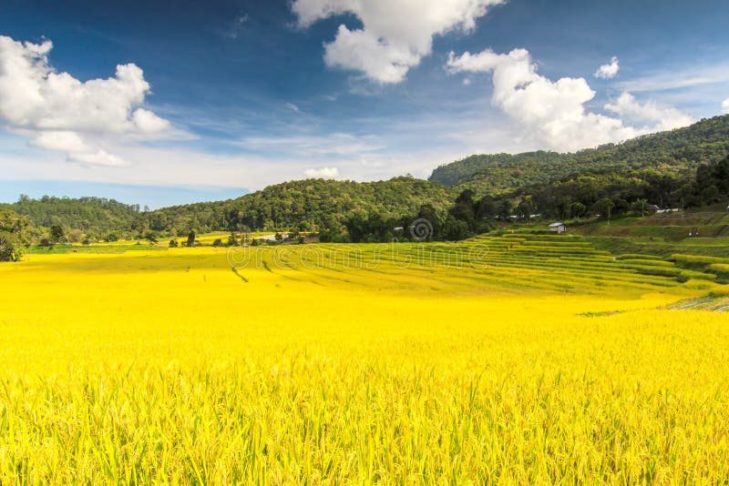 Paddy Green and Gold Rice Fields Stock Photo - Image of grass, healthy ...