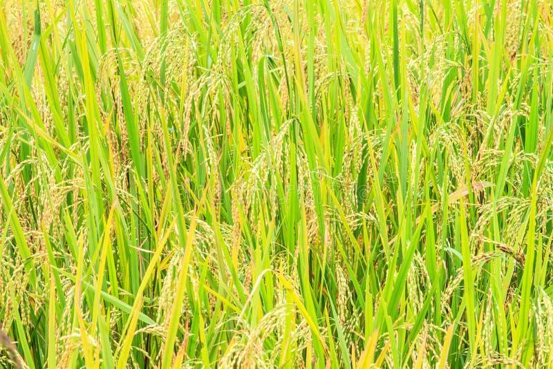 Paddy Green and Gold Rice Fields Stock Image - Image of environment ...