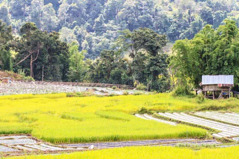 Paddy Green and Gold Rice Fields Stock Photo - Image of flower, farming ...