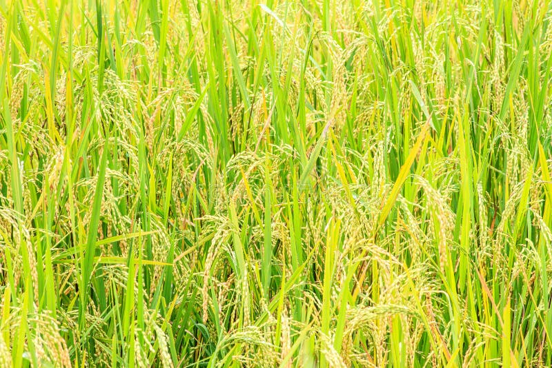 Paddy Green and Gold Rice Fields Stock Image - Image of forest, grow ...