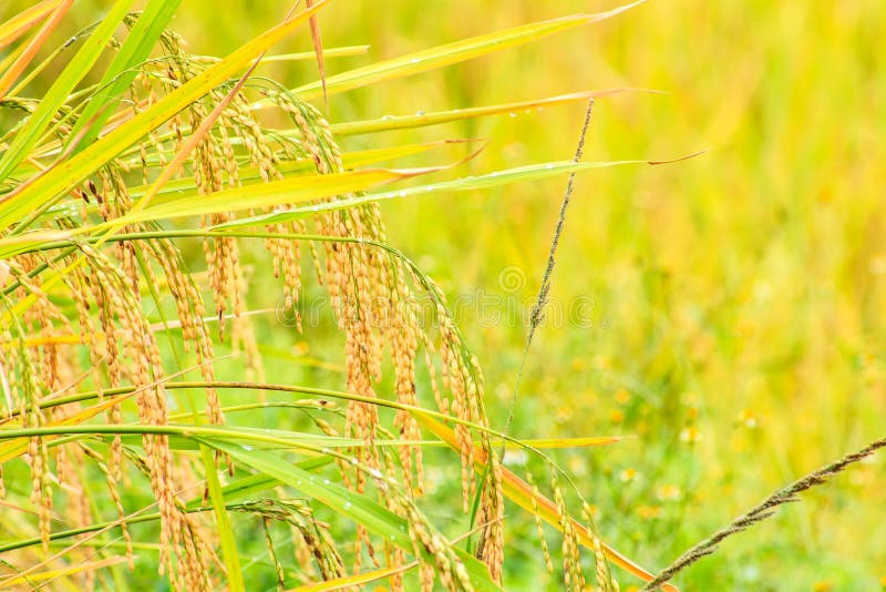 Paddy Green and Gold Rice Fields Stock Photo - Image of leaf, land ...