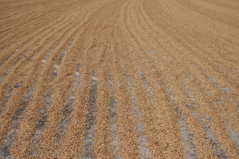The Paddy on the Ground Under the Sun Light Stock Photo - Image of food ...