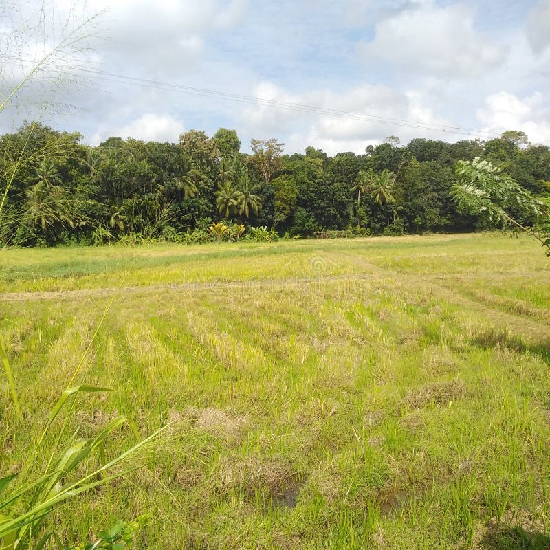 Paddy Growing Fields Area Small Jungle Clear Sky Daytime Srilanka Stock ...