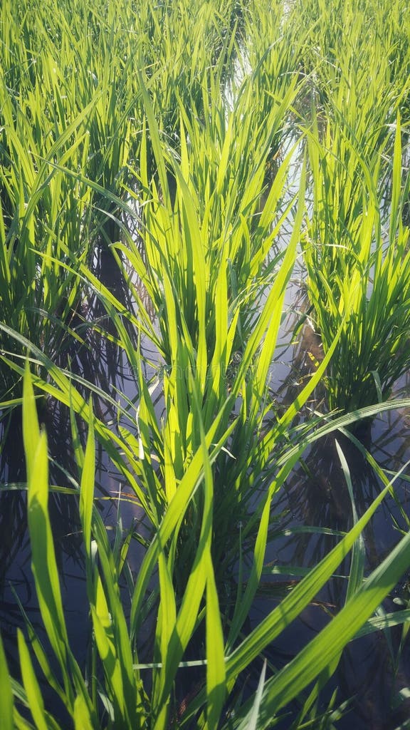 Paddy Growth Process in Paddy Fields in the Morning Stock Image - Image ...