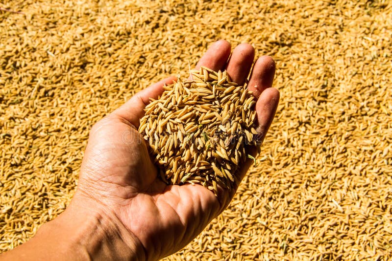 Paddy in hand stock image. Image of detail, farm, flora - 35571431