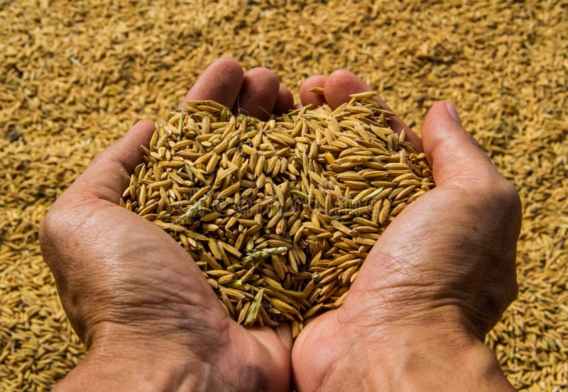 Paddy in hand stock image. Image of detail, farm, flora - 35571431