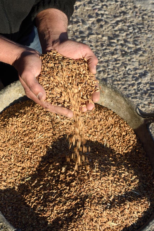 Paddy and hands stock photo. Image of closeup, organic - 85369966