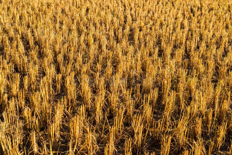 Paddy harvest stock photo. Image of fall, rack, tradition - 134593760
