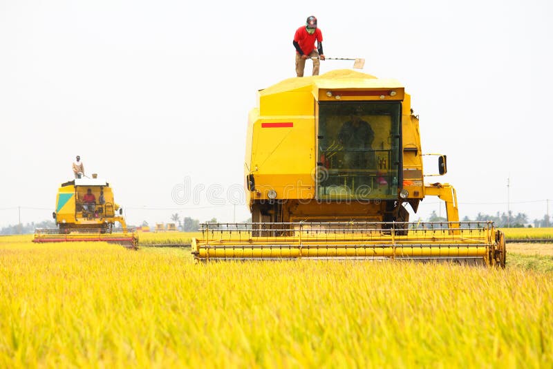 Paddy Harvesters on Paddy Field Stock Image - Image of scenery, paddy ...
