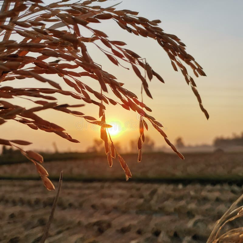 Paddy Harvesting Using the Machine in the Paddy Field Stock Photo ...