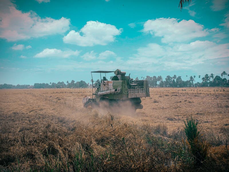 Paddy Harvesting Using the Machine in the Paddy Field Stock Photo ...