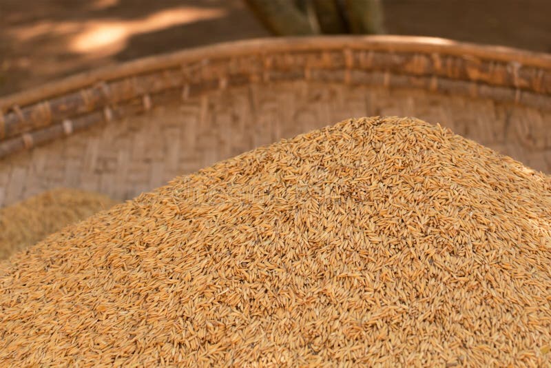 Paddy stock photo. Image of cereal, countryside, pattern - 65139088