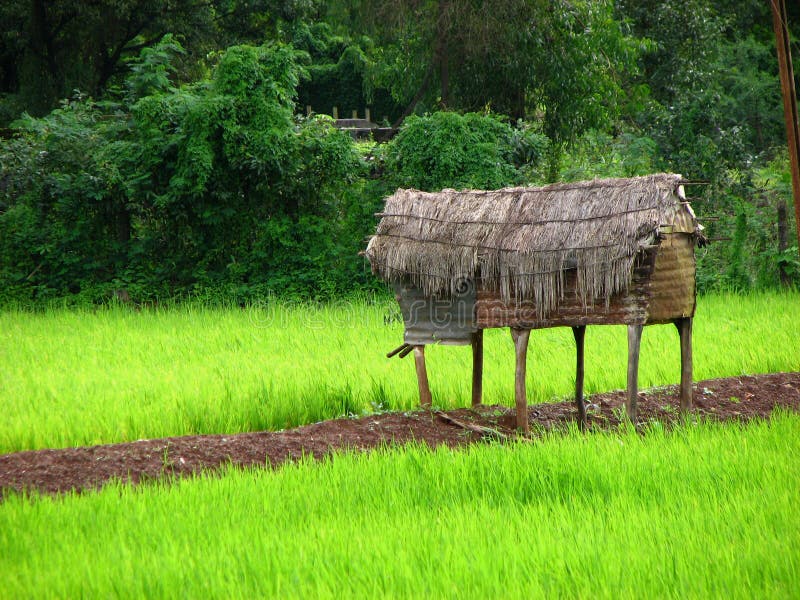 4,342 Paddy Pimblett Wallpaper Stock Photos - Free & Royalty-Free Stock ...