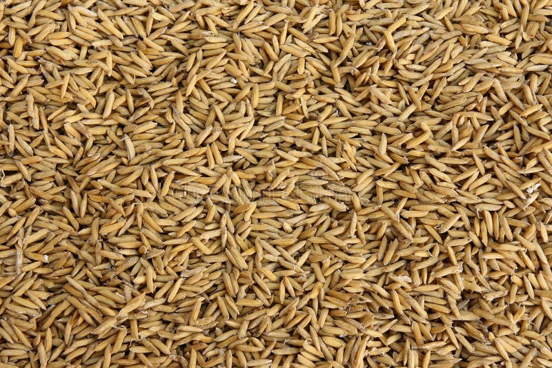 Paddy Husk stock image. Image of pattern, detail, texture - 19434713