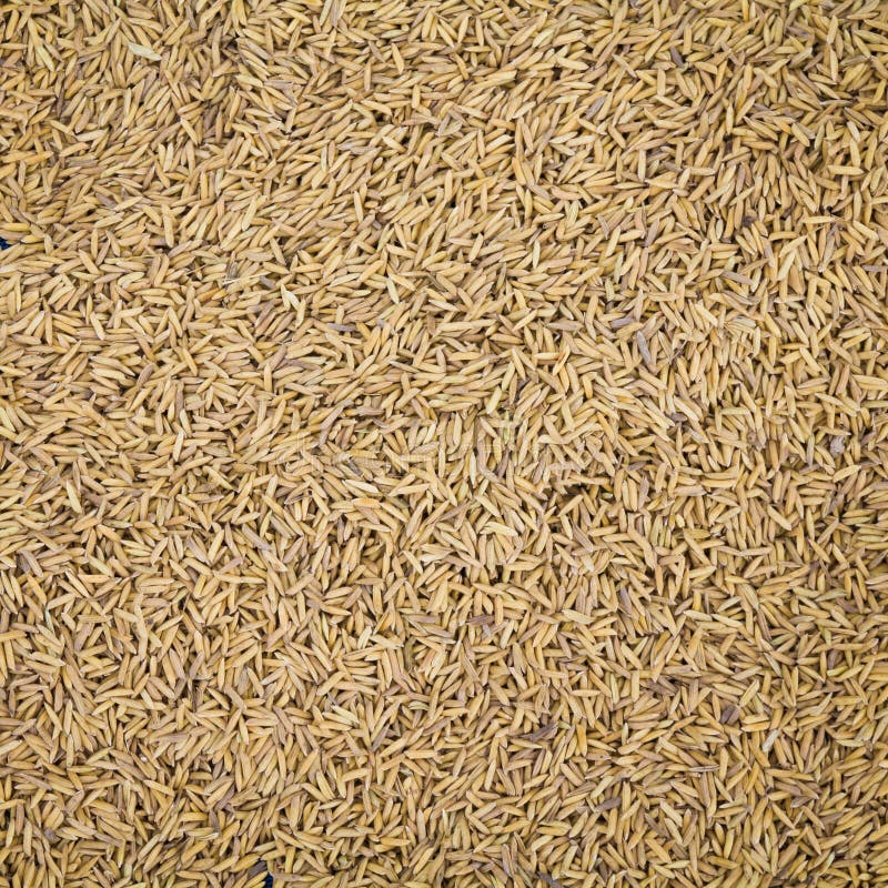 Paddy Husk stock image. Image of pattern, detail, texture - 19434713