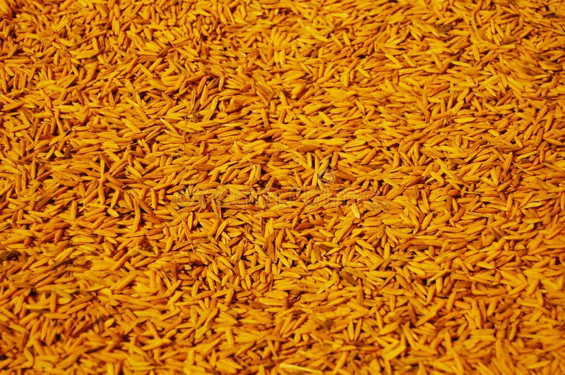 Paddy of indica rice stock photo. Image of isolated, cloud - 17507194