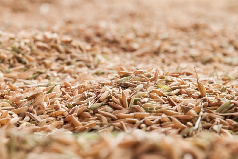 Paddy jasmine rice stock photo. Image of food, asia, agricultural ...