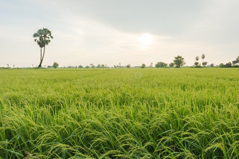 Paddy jasmine rice farm stock photo. Image of growth - 67755478