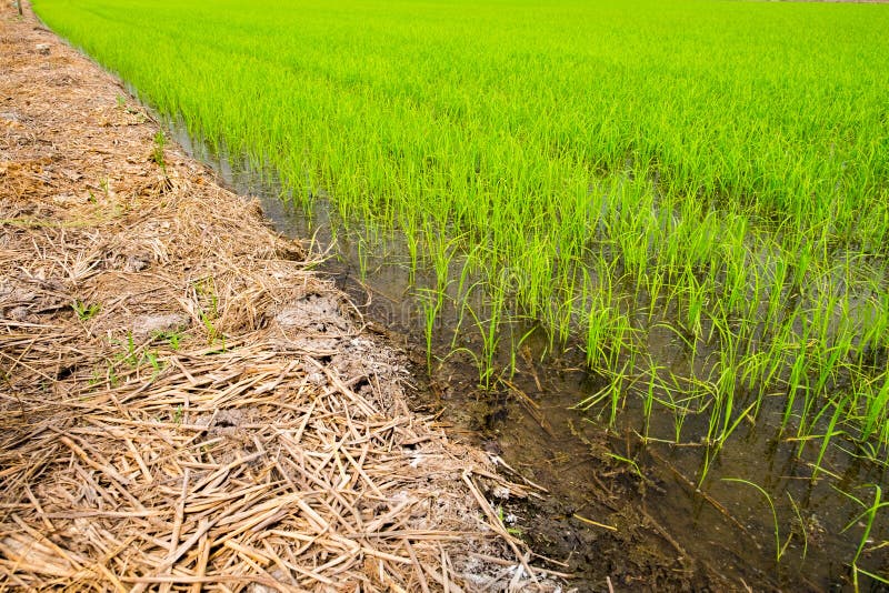 Paddy jasmine rice farm stock image. Image of clear, countryside - 68505991