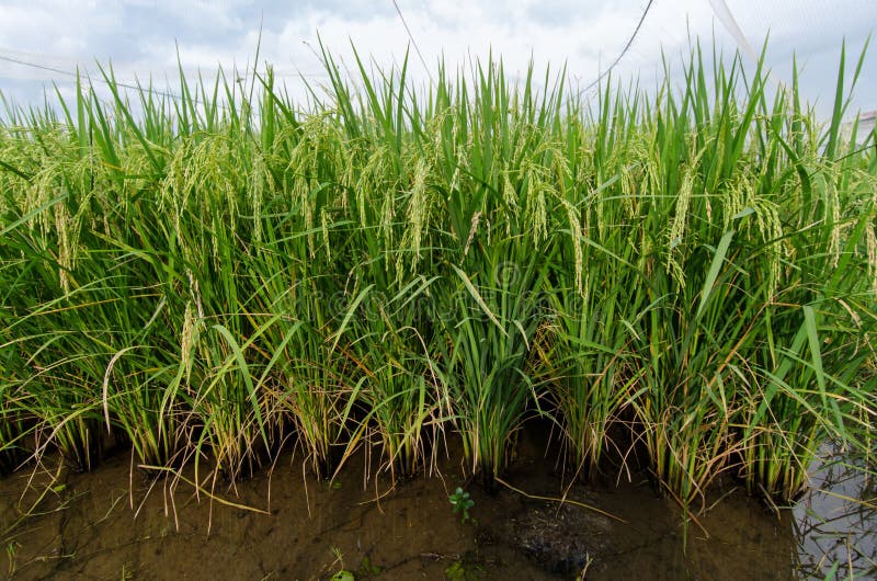 Paddy Jasmine Rice Farm,Thailand Stock Image - Image of meadow, cereal ...