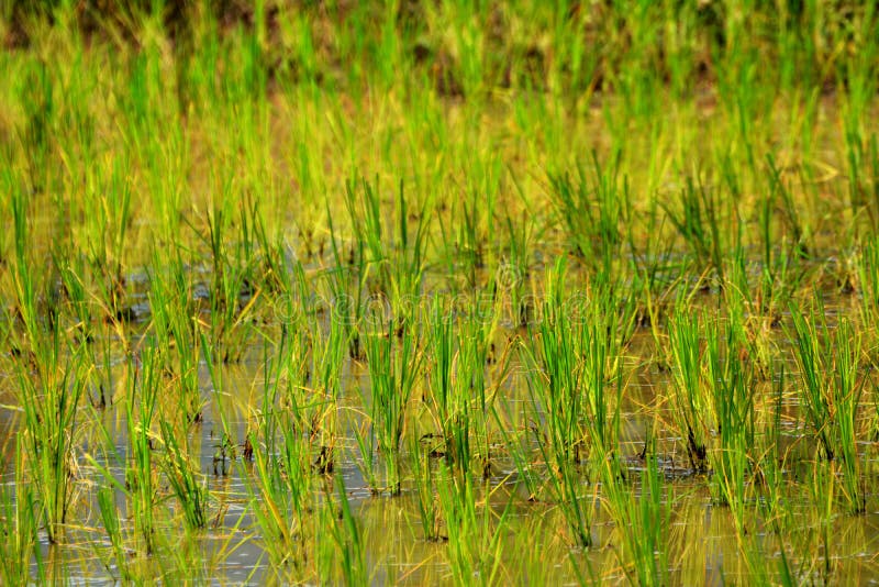 Paddy jasmine rice stock photo. Image of growing, cultivation - 74993240