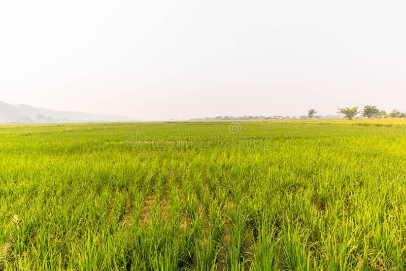 Paddy Jasmine Rice Farm in Thailand Stock Image - Image of cultivate ...