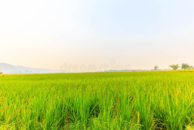 Paddy Jasmine Rice Farm in Thailand Stock Image - Image of growth ...