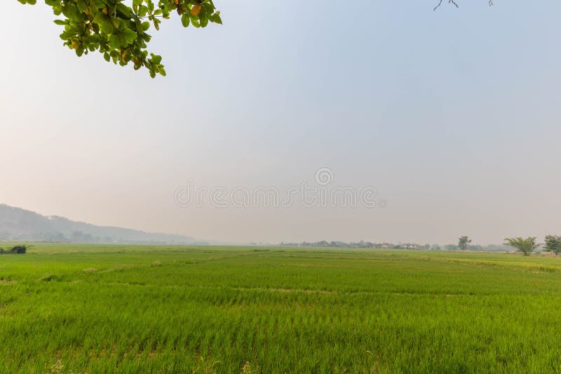 Paddy Jasmine Rice Farm in Thailand Stock Image - Image of cloud, green ...
